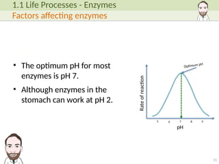 9C_Chapter 5_How do enzymes work, factors affecting enzymes | PPTX
