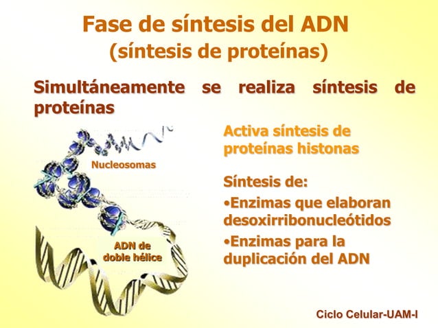 ciclo celular EDGAR TAPIA | PPT