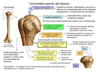 HUMERO ANATOMIA RUTH CORDOVA | PPT