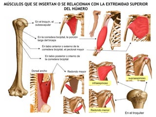 HUMERO ANATOMIA RUTH CORDOVA | PPT