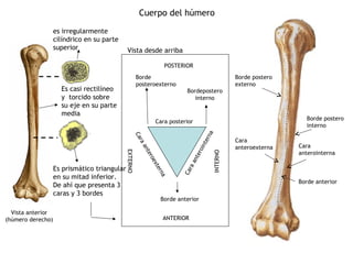 HUMERO ANATOMIA RUTH CORDOVA | PPT