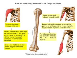 HUMERO ANATOMIA RUTH CORDOVA | PPT
