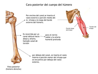 HUMERO ANATOMIA RUTH CORDOVA | PPT