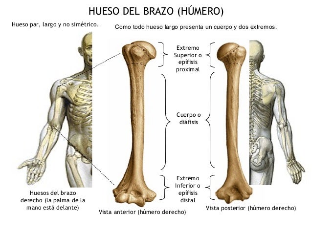 HUMERO ANATOMIA RUTH CORDOVA