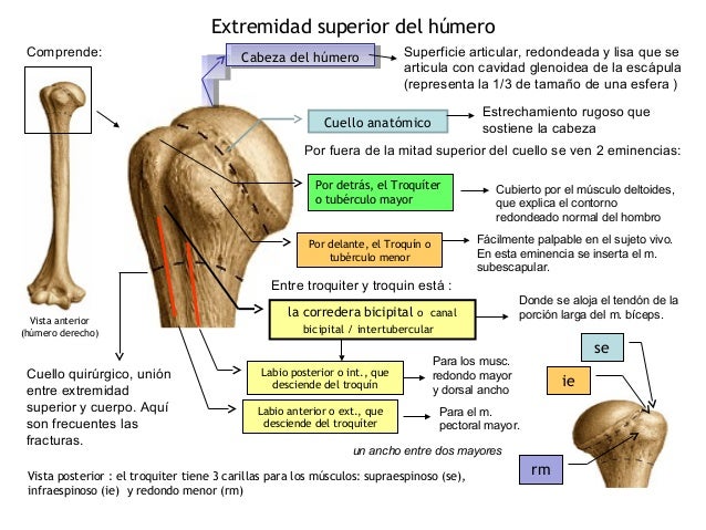 HUMERO ANATOMIA RUTH CORDOVA
