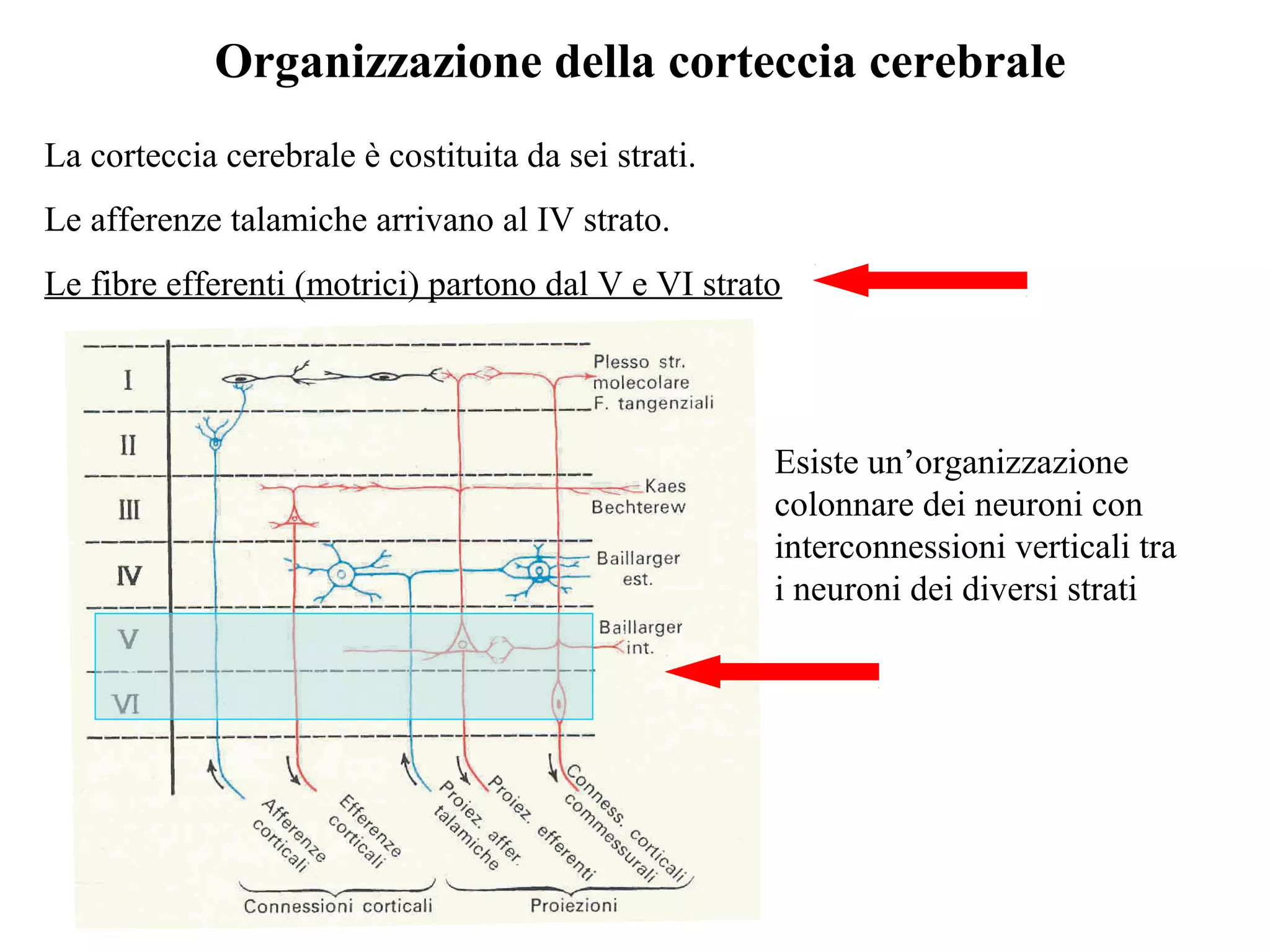 9 corteccia motoria | PPT