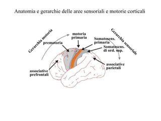 9 corteccia motoria | PPT