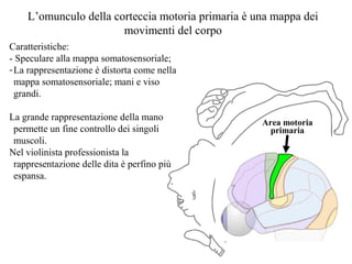 9 corteccia motoria | PPT