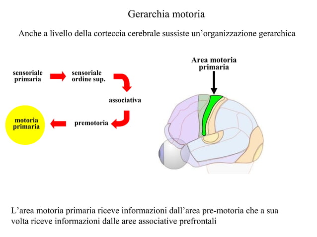 9 corteccia motoria | PPT | Free Download