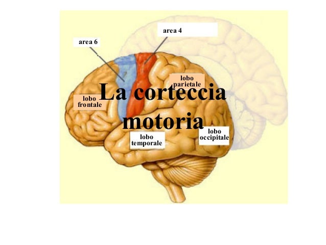 9 corteccia motoria