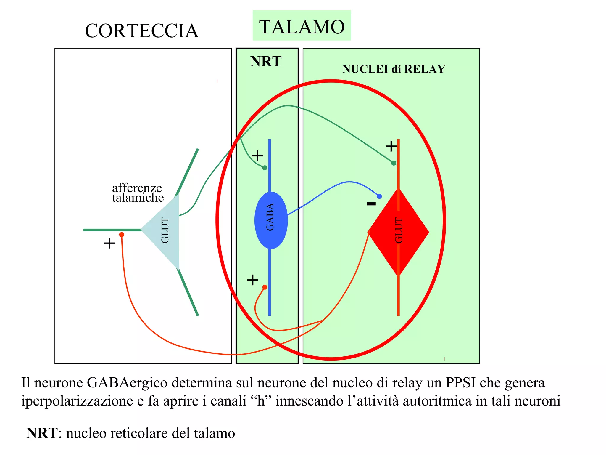 corteccia motoria | PPT