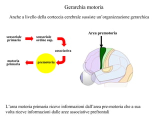 corteccia motoria | PPT