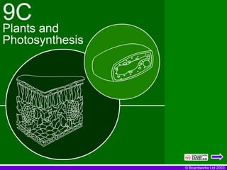 9 c plants and photosynthesis | PPT
