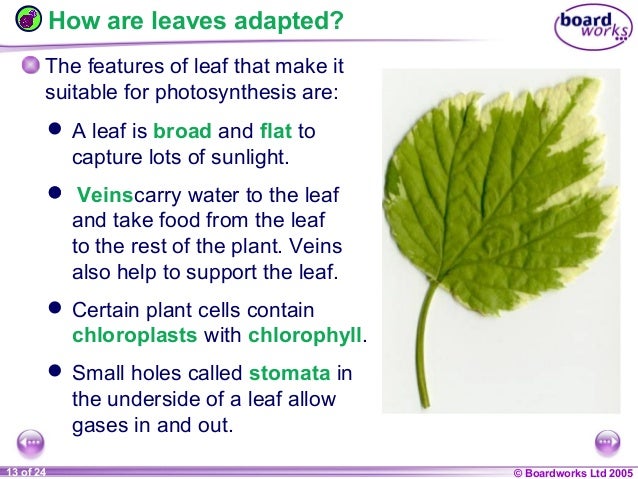 9 c plants and photosynthesis