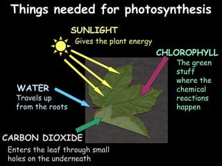9 c plants and photosynthesis | PPT