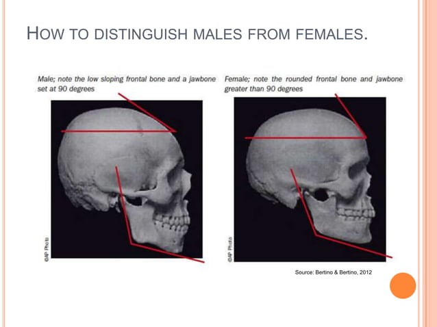 Forensic Science - 06 Skeletons and bones | PPTX