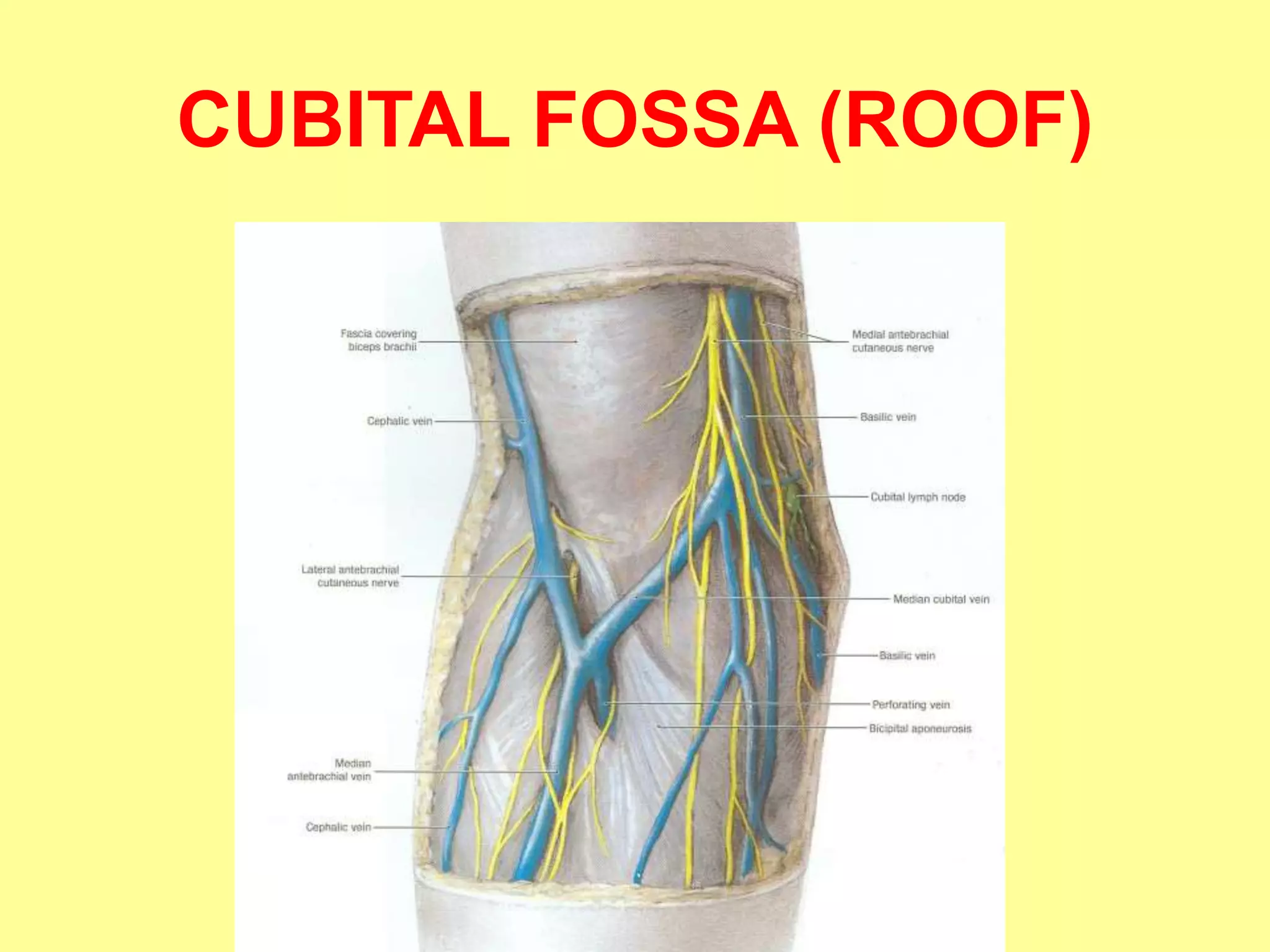 9 Cubital fossa.ppt