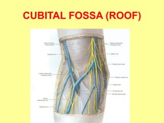 9 Cubital fossa.ppt