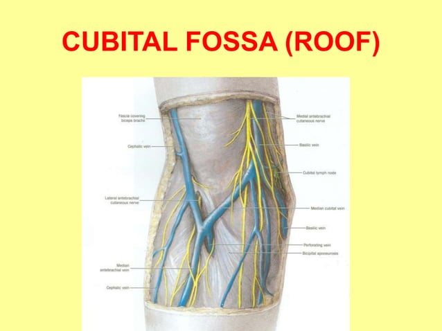 9 Cubital fossa.ppt