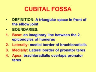 9 Cubital fossa.ppt | Death, Injury, or Military Conflict | Sensitive ...