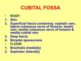 9 Cubital fossa.ppt | Death, Injury, or Military Conflict | Sensitive ...