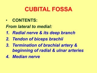 9 Cubital fossa.ppt | Death, Injury, or Military Conflict | Sensitive ...