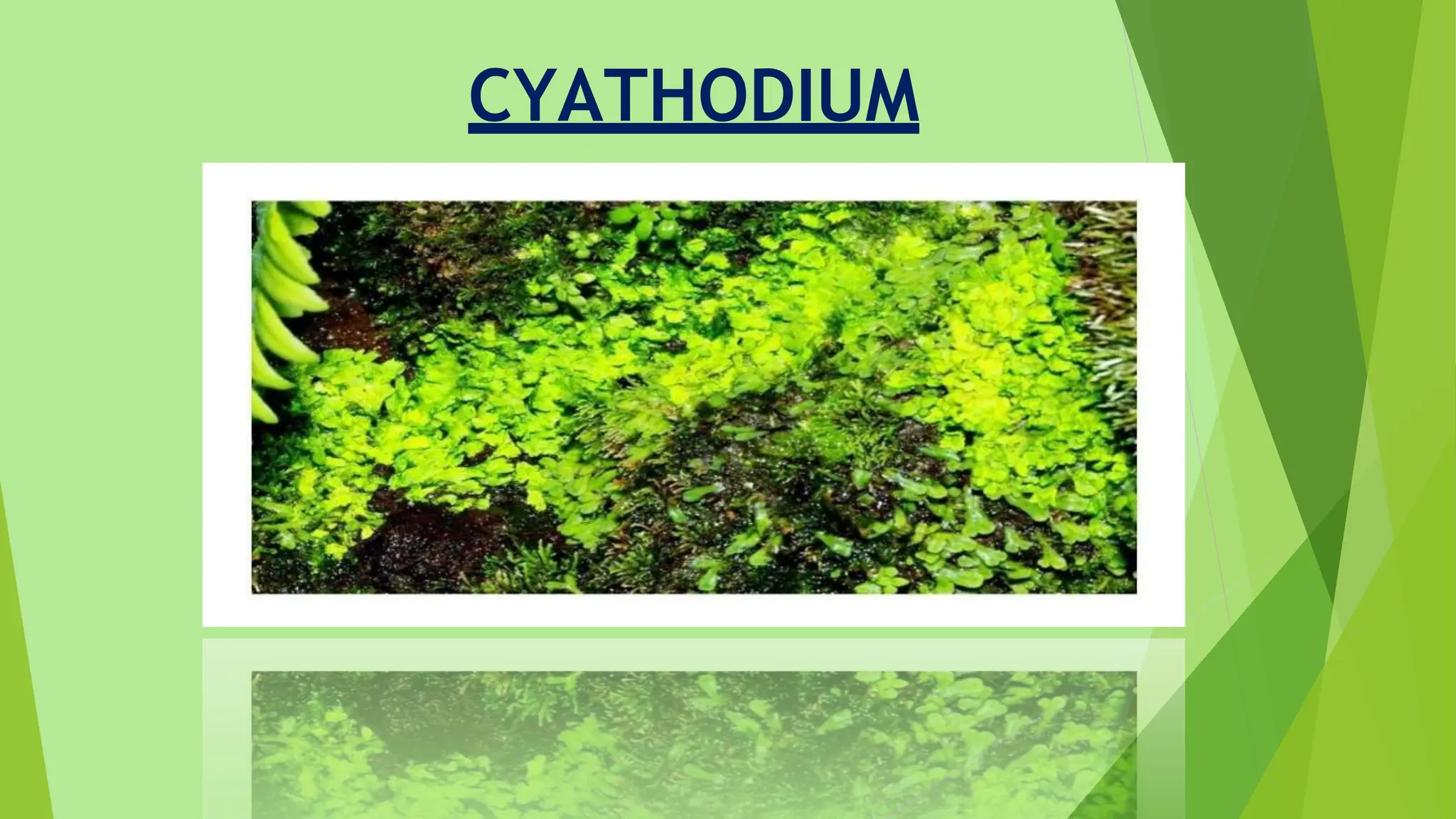Cyathodium bryophyte: morphology, anatomy, reproduction etc. | PPTX