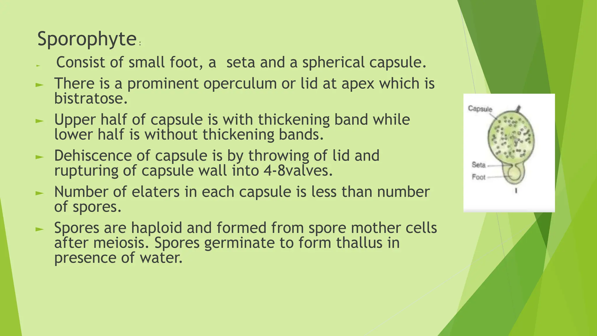 Cyathodium bryophyte: morphology, anatomy, reproduction etc. | PPTX