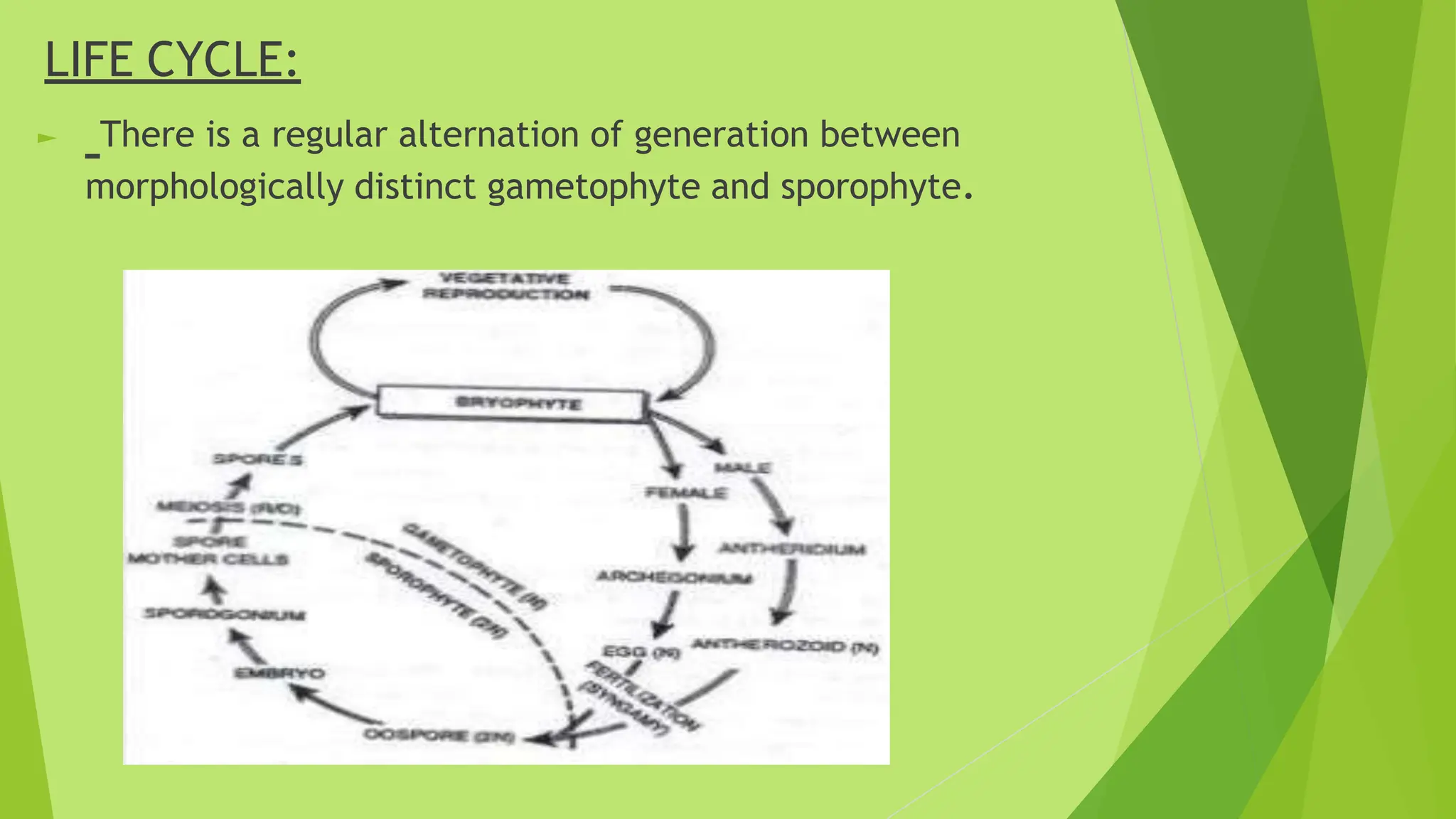 Cyathodium bryophyte: morphology, anatomy, reproduction etc. | PPTX