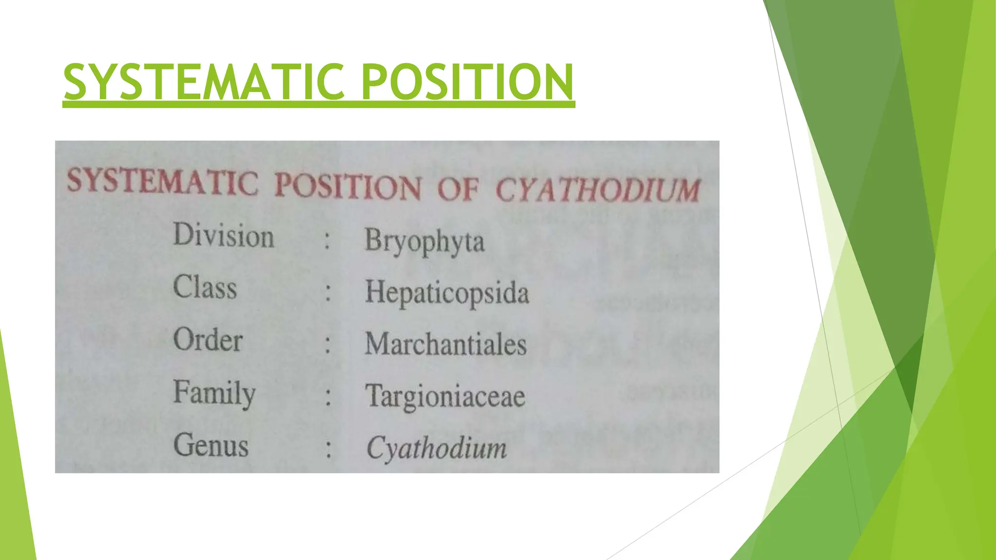 Cyathodium bryophyte: morphology, anatomy, reproduction etc. | PPTX