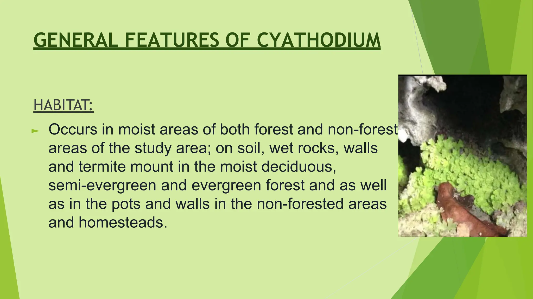 Cyathodium bryophyte: morphology, anatomy, reproduction etc. | PPTX