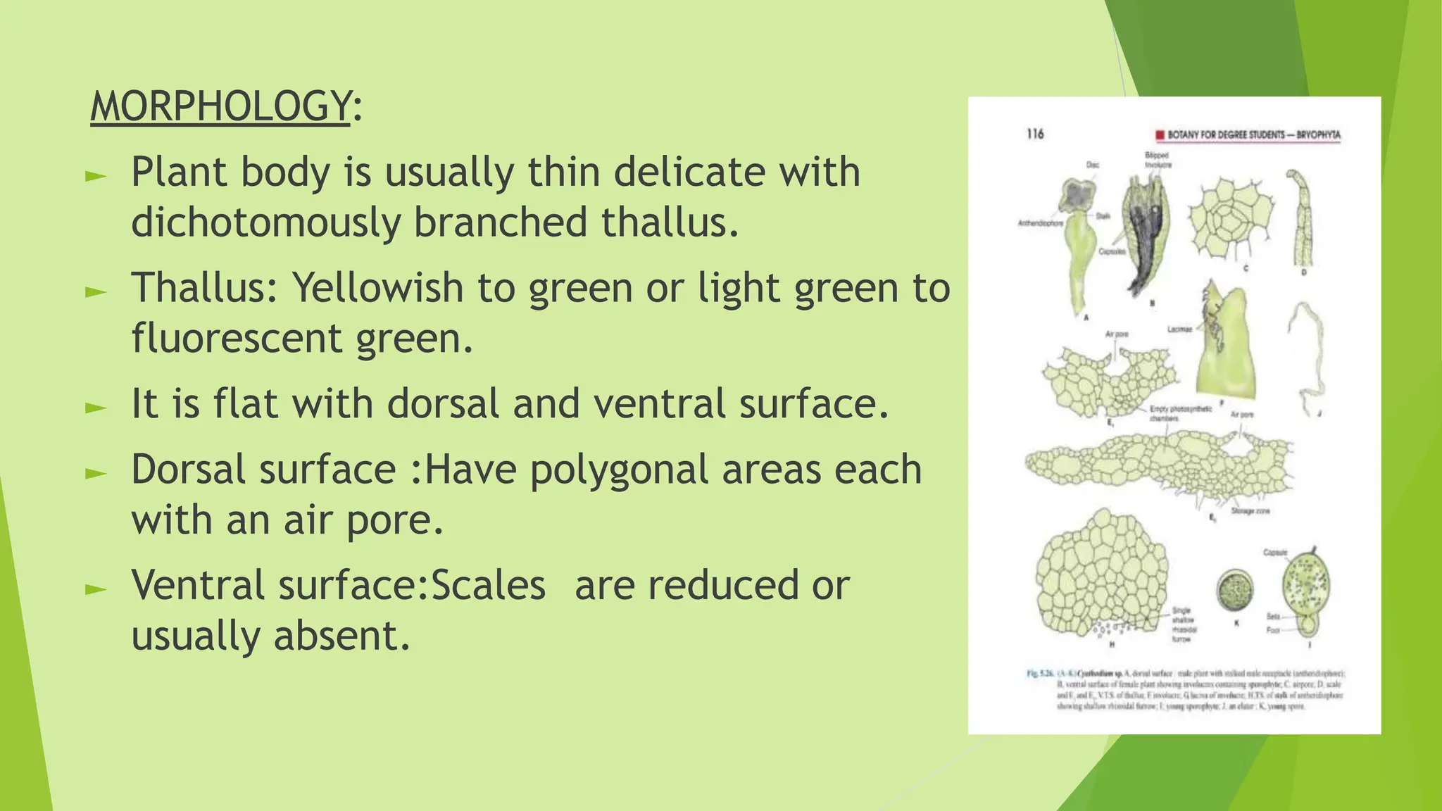 Cyathodium bryophyte: morphology, anatomy, reproduction etc. | PPTX