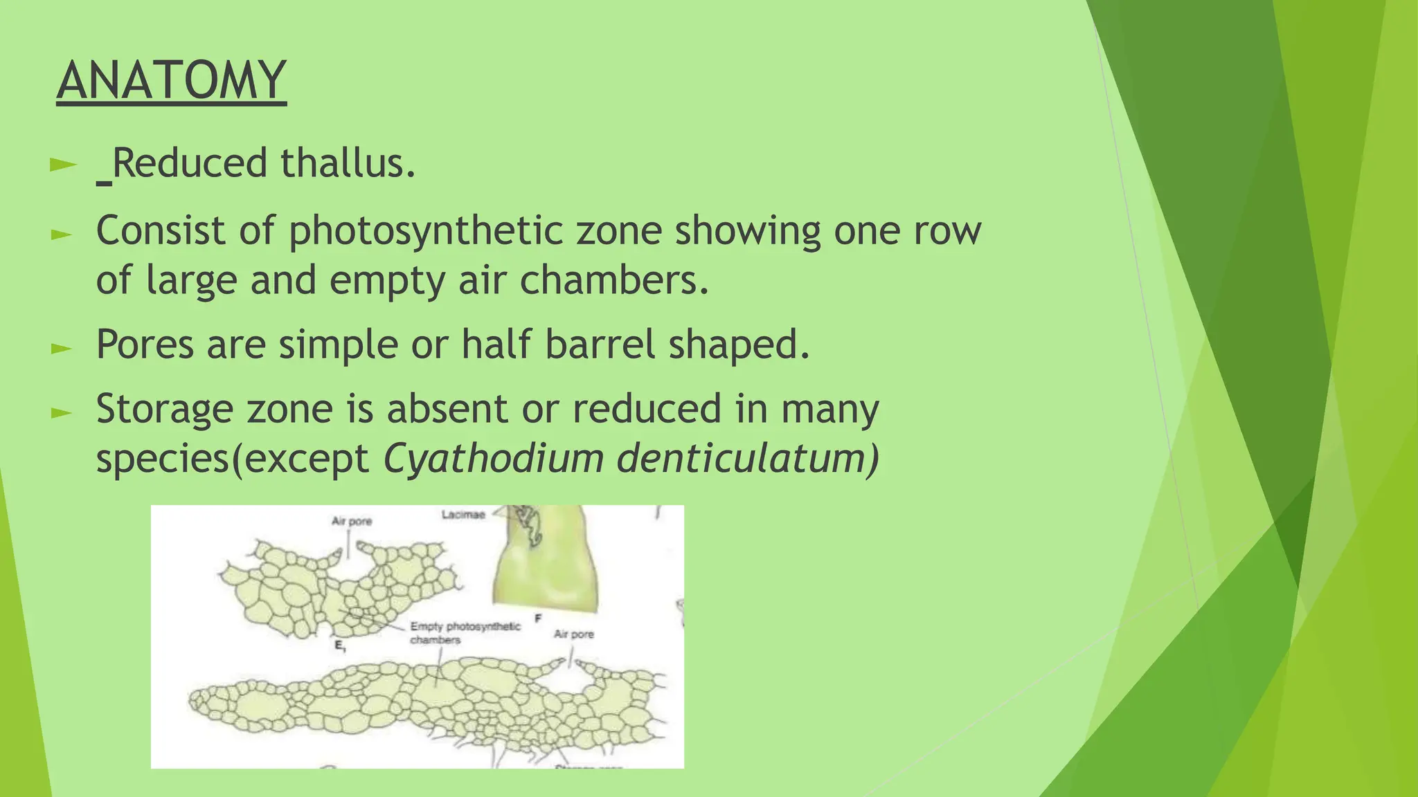 Cyathodium bryophyte: morphology, anatomy, reproduction etc. | PPTX
