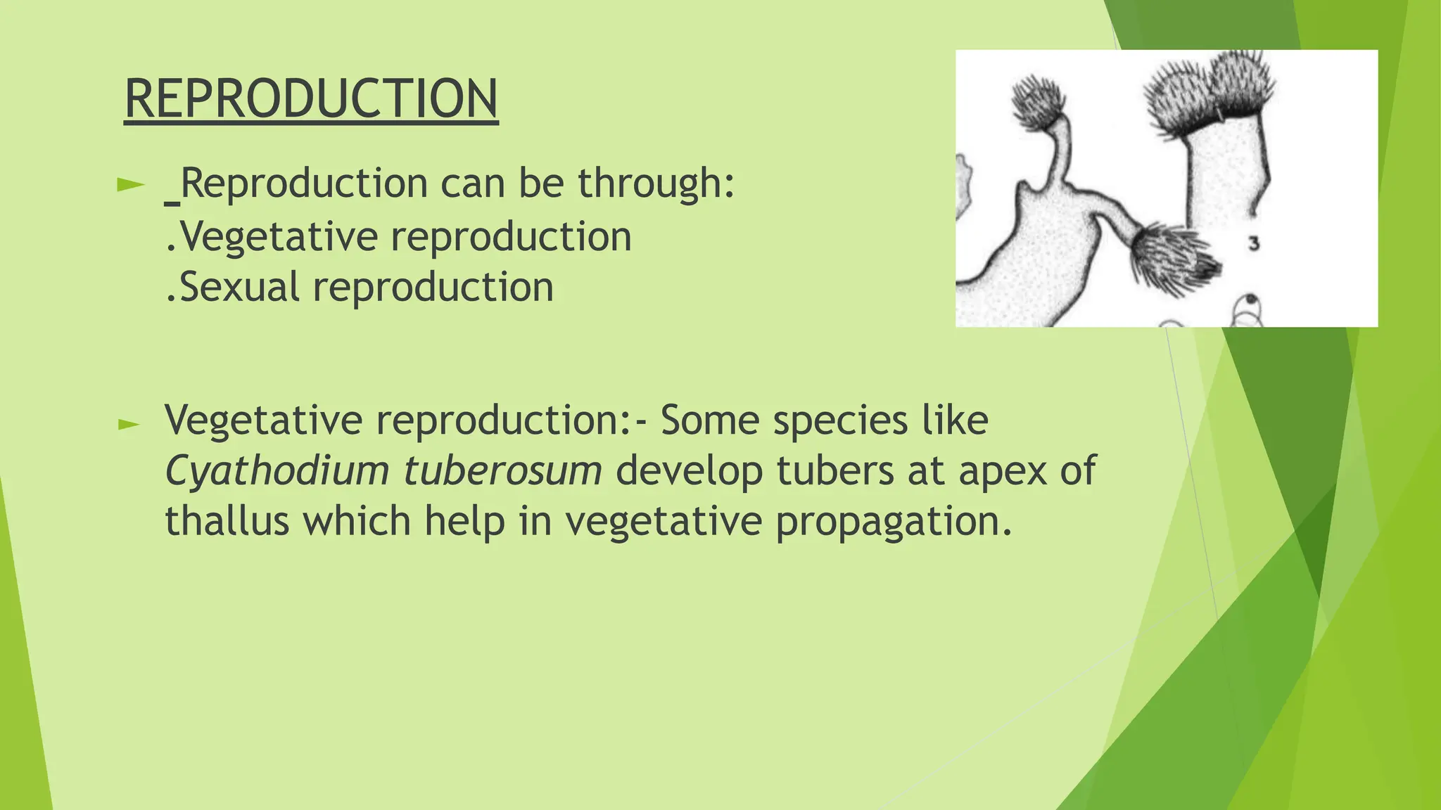Cyathodium bryophyte: morphology, anatomy, reproduction etc. | PPTX