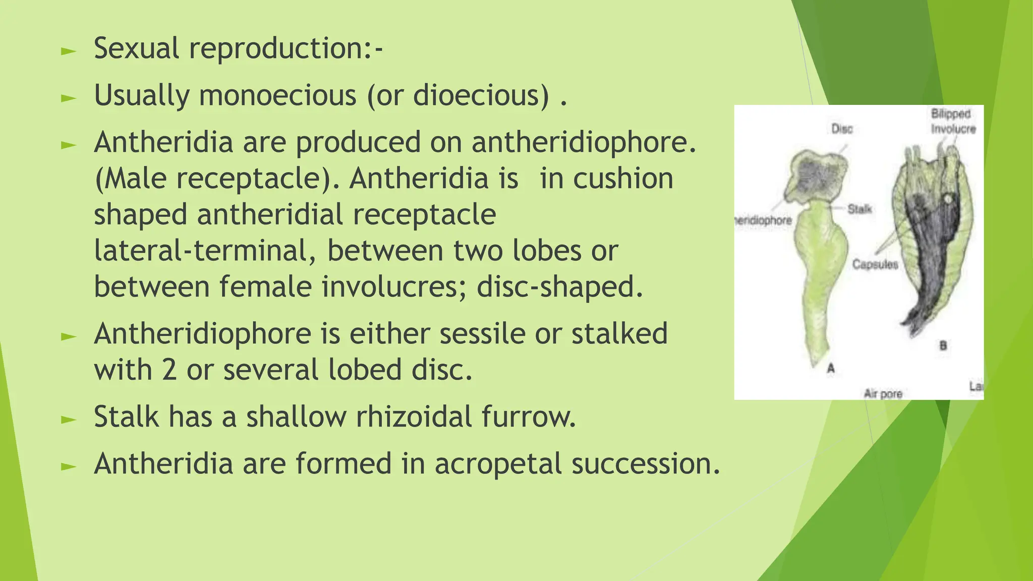 Cyathodium bryophyte: morphology, anatomy, reproduction etc. | PPTX