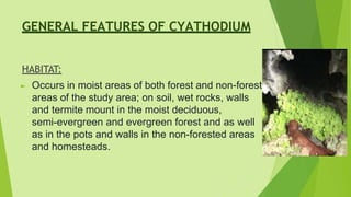 Cyathodium bryophyte: morphology, anatomy, reproduction etc. | PPTX