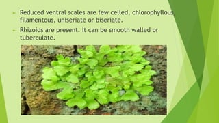Cyathodium bryophyte: morphology, anatomy, reproduction etc. | PPTX