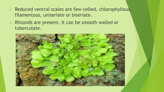 Cyathodium bryophyte: morphology, anatomy, reproduction etc. | PPTX ...