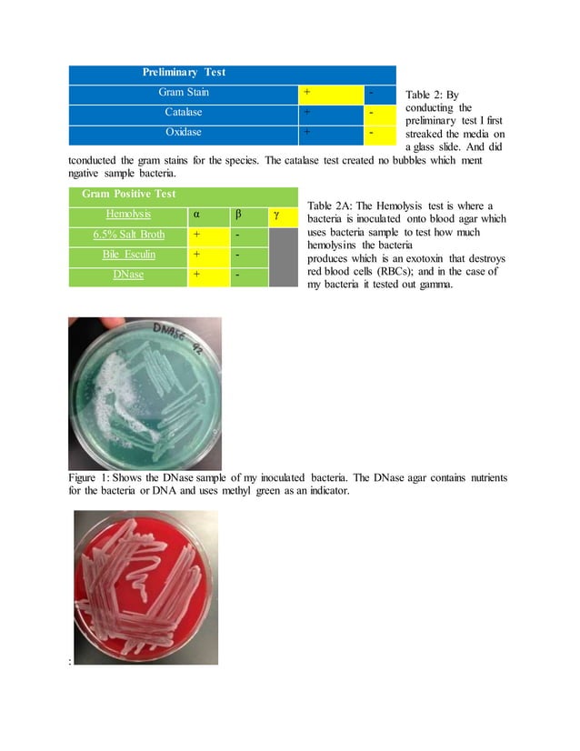 Identifying Unknown Bacteria Lab | DOCX | Chemistry | Science