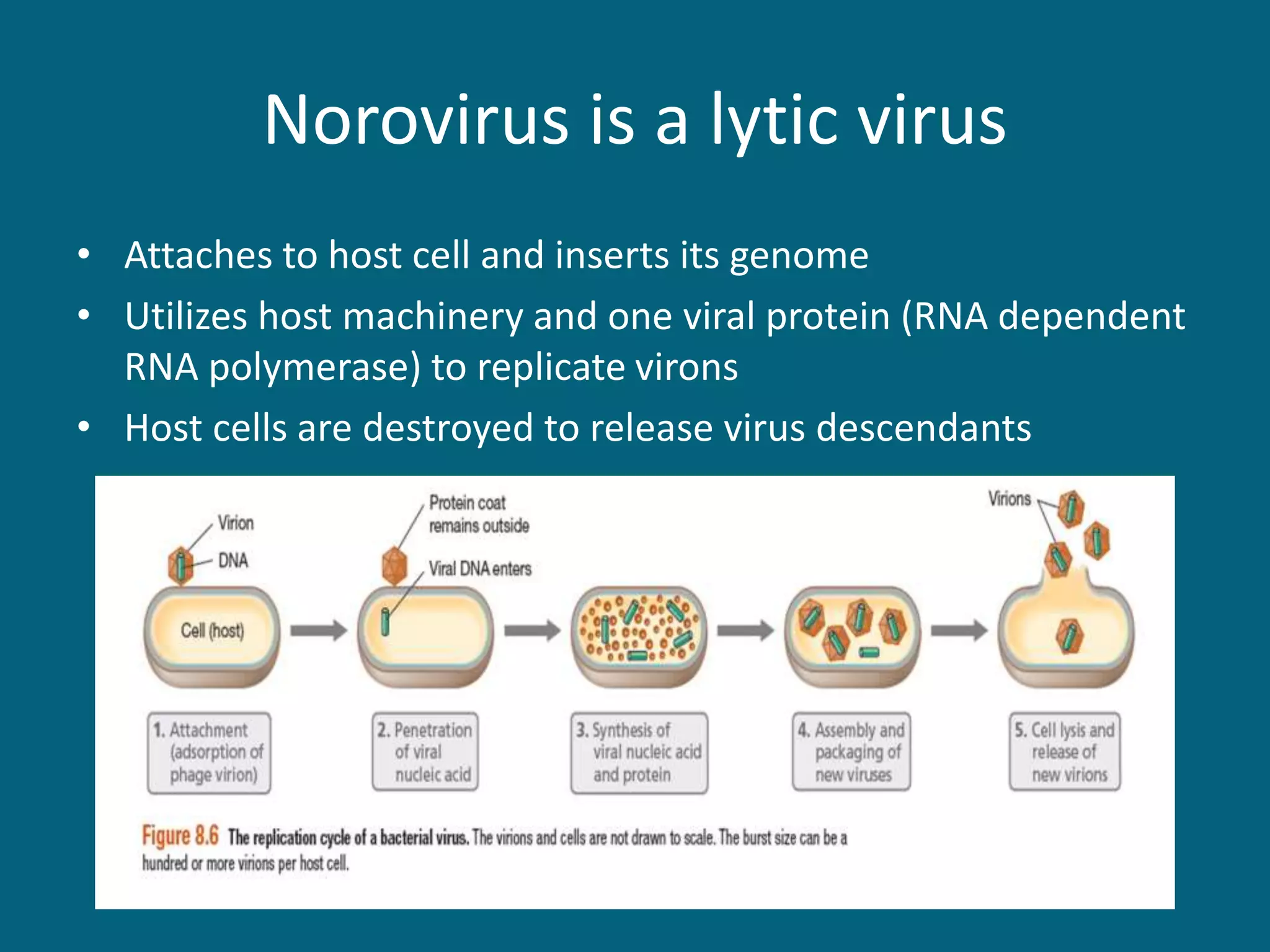 Enteric bacteria promote human and mouse norovirus infection | PPT