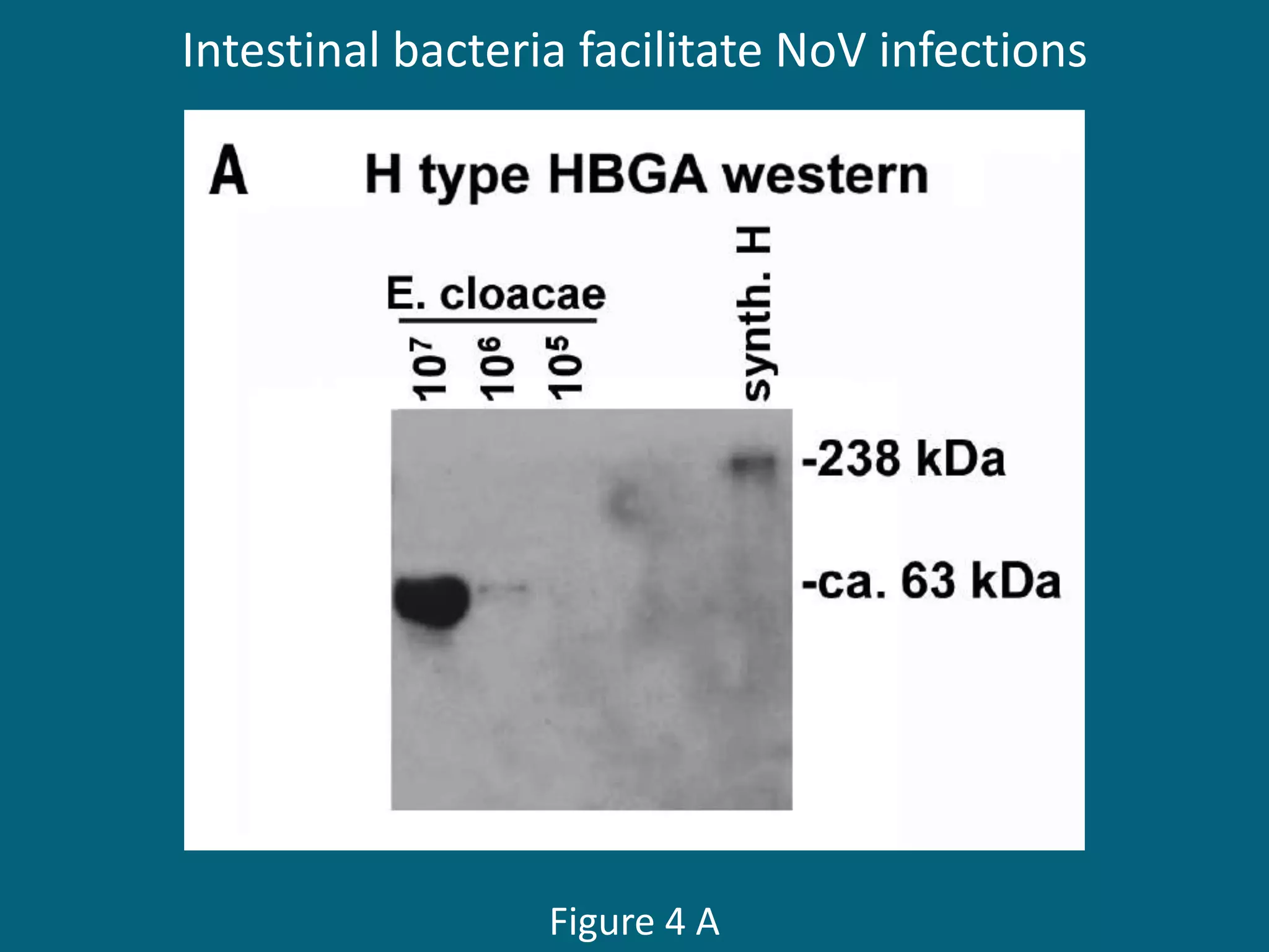 Enteric bacteria promote human and mouse norovirus infection | PPT