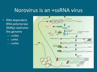 Enteric bacteria promote human and mouse norovirus infection | PPTX