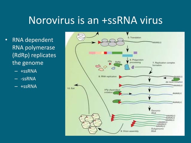 Enteric bacteria promote human and mouse norovirus infection | PPT