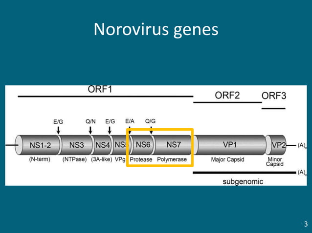 Enteric bacteria promote human and mouse norovirus infection | PPT