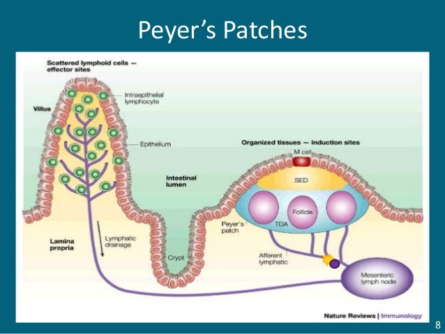 Enteric bacteria promote human and mouse norovirus infection