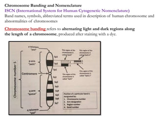 Interpretation of Genetic formulae | PPTX