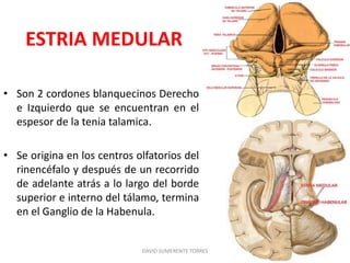 Neuroanatomía para medicina enfermería y fisioterapia diencefalo.pdf