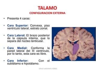 Neuroanatomía para medicina enfermería y fisioterapia diencefalo.pdf