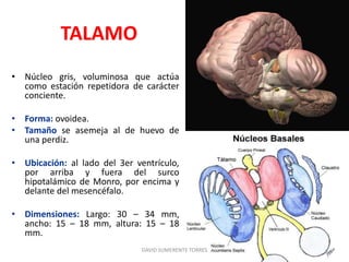 Diencéfalo: Anatomía | PPTX