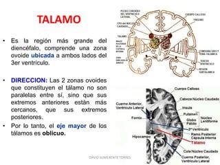 Diencéfalo: Anatomía | PPTX